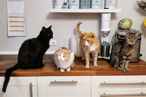 たくさんの猫と暮らしたい！猫の多頭飼いで気を付けることは？[日本生活環境支援協会] 日本生活環境支援協会