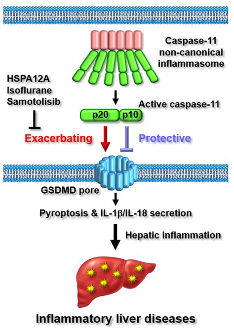 Ijms Free Full Text Regulatory Roles Of Caspase 11 Non Canonical