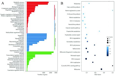 Go And Kegg Enrichment Analyses Of Differentially Expressed Genes