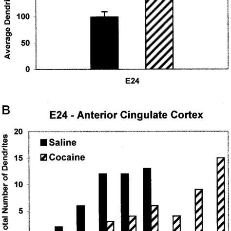 Quantitative Analysis Of Apical Dendritic Lengths In Micrometers From
