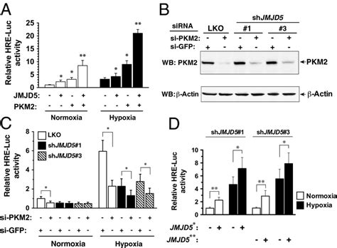 Jmjd5 Regulates Pkm2 Nuclear Translocation And Reprograms Hif 1α