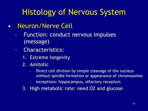 Ppt Chapter 12 Neural Tissue Powerpoint Presentation Free Download
