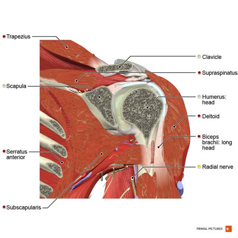 Rupture Long Head Biceps Physiopedia