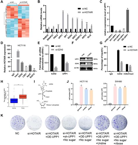 Long Non Coding Rna Hotair From Pan Cancer Analysis To Colorectal