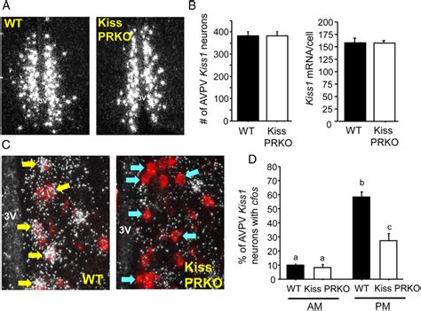 Kiss1 Levels And Kiss1 Neuronal Activation In 12 Week Old E 2 Treated