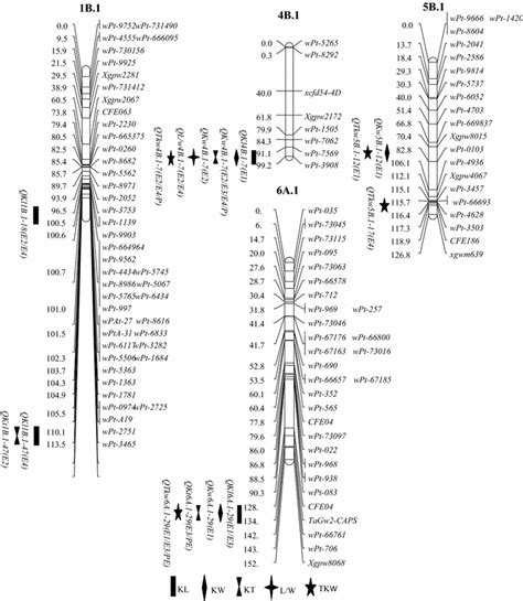 Genetic Linkage Map And Location Of Qtl For Thousand Kernel Weight And