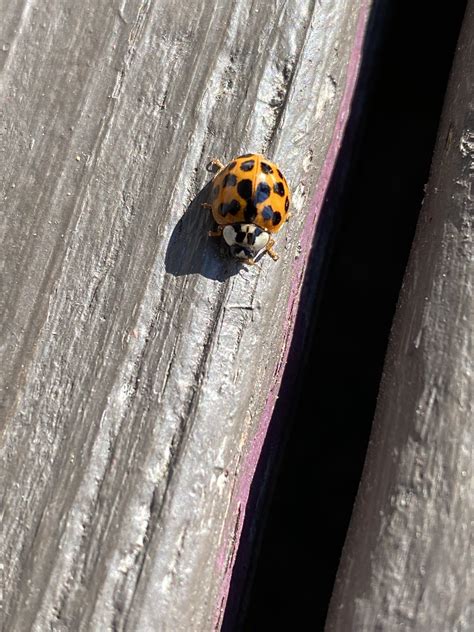 Surprise They Are Not Ladybugs But Asian Beetles
