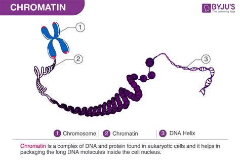 Important Notes For Neet Biology Chromosome Structure