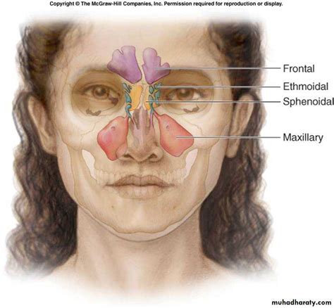 Anatomy Of Nose And Paranasal Sinus Pptx D Mushtaq Muhadharaty