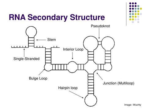 Ppt Rna Secondary Structure Prediction Powerpoint Presentation Id