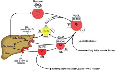 Very Low Density Lipoprotein Metabolism In Circulation Vldl Are