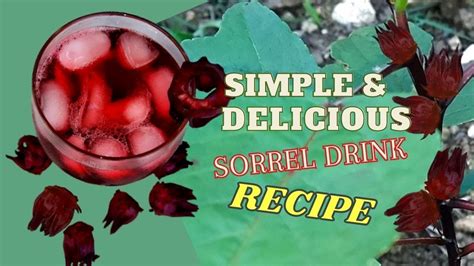 Jamaican Sorrel Drink Recipe Sorrel Benefits Earths Medicine Youtube