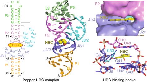 Structure Based Investigation Of Fluorogenic Pepper Aptamer Nature