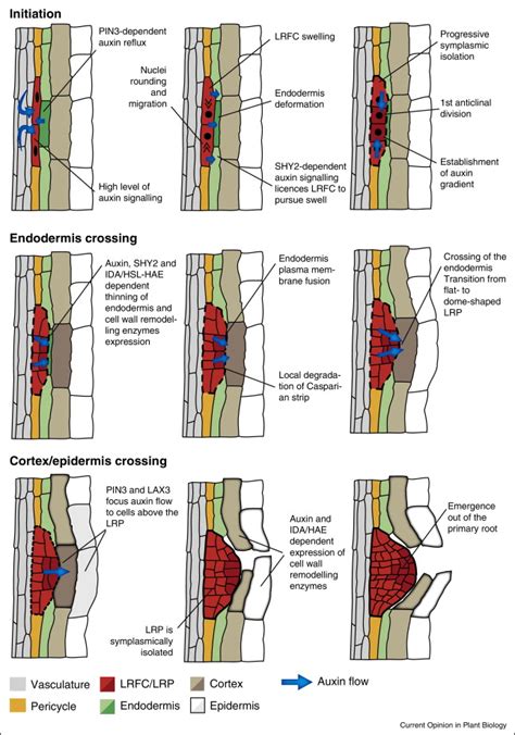Phases Of Lateral Root Formation In Arabidopsis Thaliana For Each