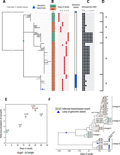 Genome Sequencing And Phylogenetic Analysis A Phylogenetic