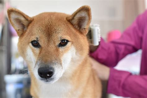柴犬の特徴とは？性格や種類・秋田犬との違い・お手入れ方法も紹介 東京ecoいきもの図鑑