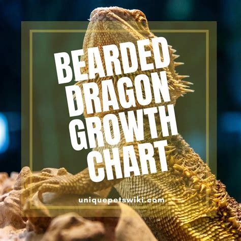 Bearded Dragon Growth Chart Are They Really Growing