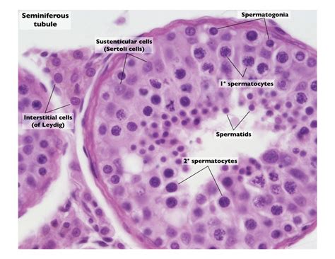Describe The Histology Of Human Testis Write A Note On Human Sperm