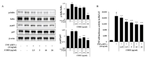 Effect Of Coee On Tnf α Ifn γ Induced Nf κb Activation In Hacat Cells