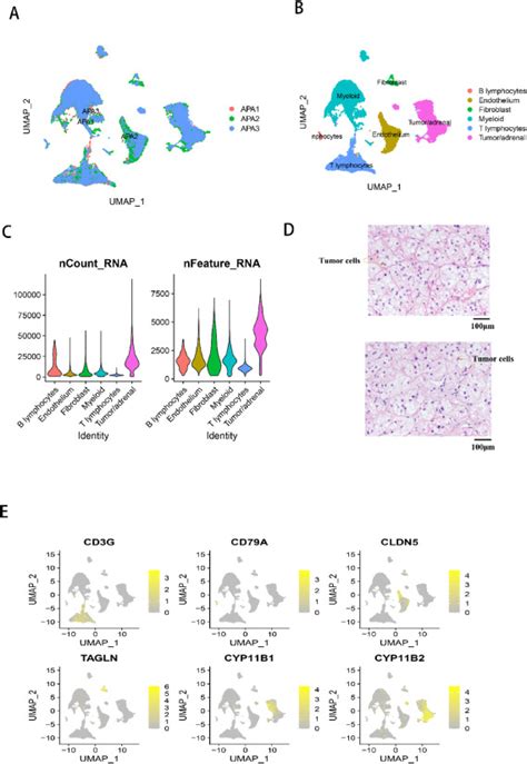 Exploring Heterogeneity Of Tumor Immune Cells And Adrenal Cells In