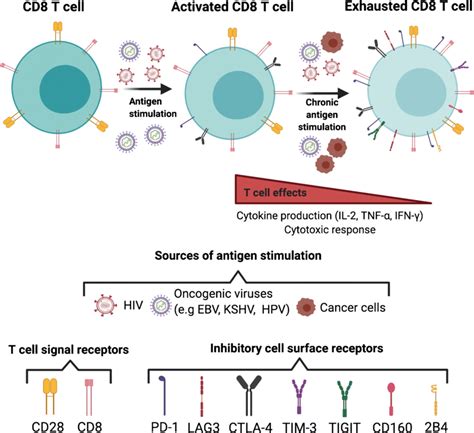 Antigen Presenting Cells