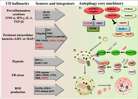 Autophagy Regulation Network Integrates A Wide Range Of Stress Signals