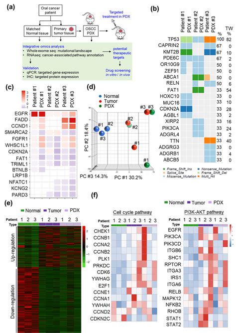 Integrated Genomic And Transcriptomic Analysis Of Oscc Pdxs A