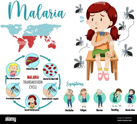 Ciclo De Transmisión De La Malaria E Información De Síntomas Infografía