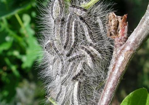 Oak Processionary Moth Caterpillars Veterinary Poisons Information