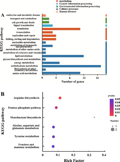 Kegg Annotations A And The Top Enrichment Analysis Of Upregulated