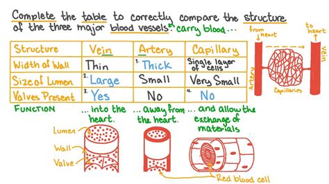 Mink Arteries And Veins