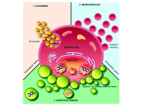 Schematic Representation Of Extracellular Vesicles Ev