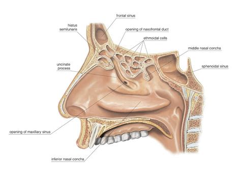 Paranasal Sinuses Photograph By Asklepios Medical Atlas Pixels