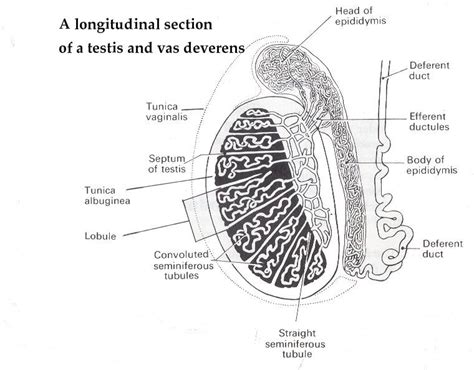 Testis