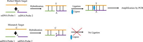 Schematic Diagram Depicting The Ligation Reaction Principle Of The Dna