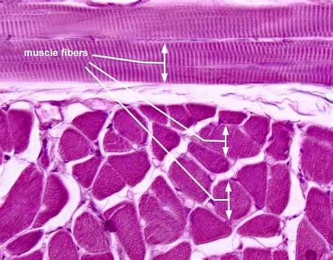 Striated Skeletal Muscle Diagram