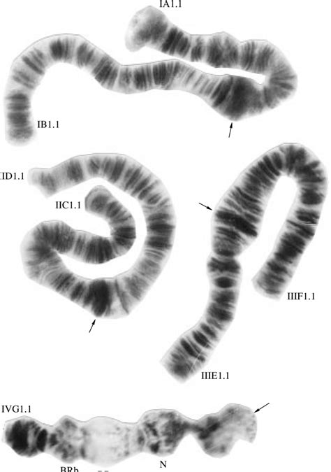 Polytene Chromosomes Of Chironomus Riparius 2 N 8 Here And In Fig