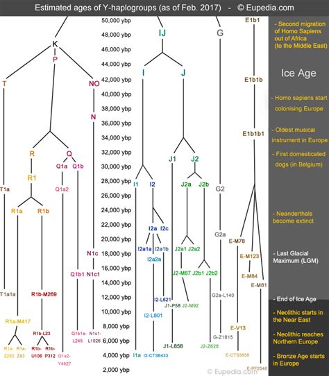 Haplogroup Chart