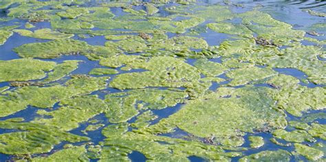 Reproduction In Algae