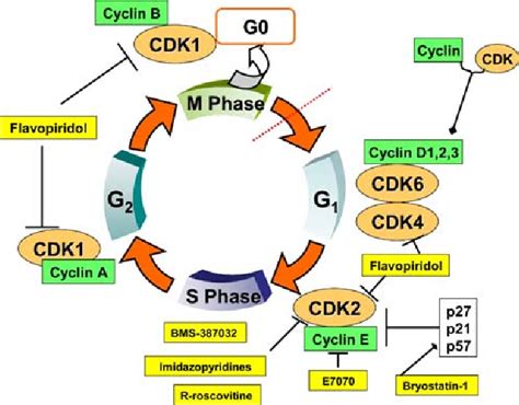 Cyclin Dependent Kinase Inhibitors As Potential Targeted Anticancer