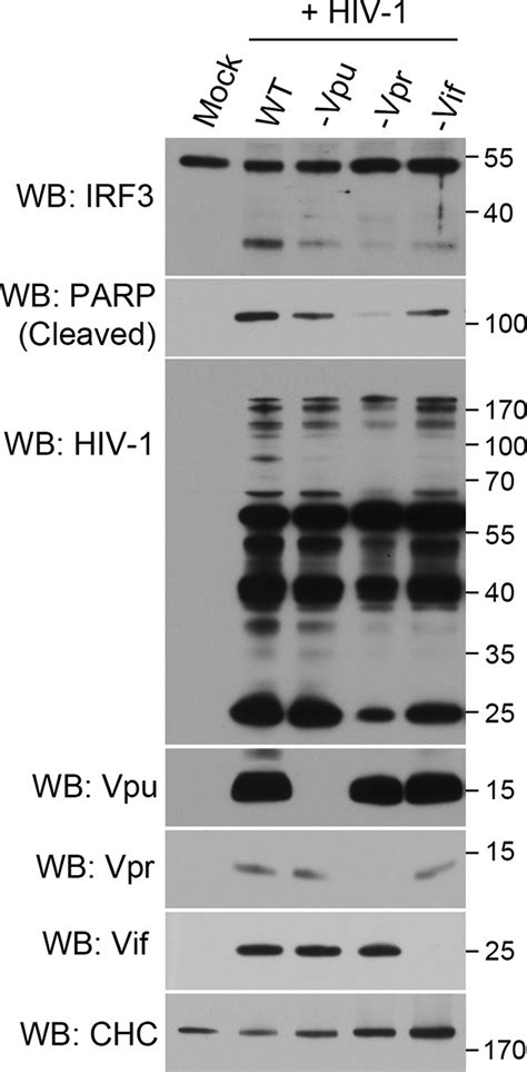 Vpu Vpr And Vif Contribute To Irf3 Cleavage In Hiv 1 Infected Cells
