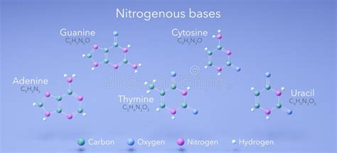 Nitrogenous Bases Adenine Guanine Cytosine Thymine Uracil
