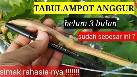 Cara Menanam Anggur Dalam Pot Untuk Pemula Agar Cepat Berbuah Youtube