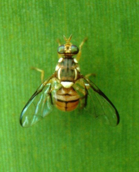 Bactrocera Dorsalis Alchetron The Free Social Encyclopedia
