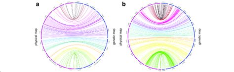 Collinearity Analyses Between Genetic Map 0 153 And Physical Map Of G