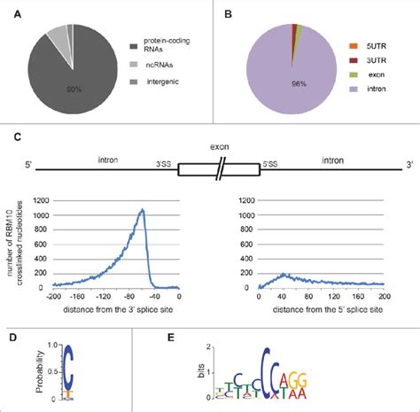 Rbm10 Binding Sites A Distribution Of Rbm10 Cross Linked Nucleotide