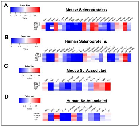 antioxidants free full text cell type specific analysis of selenium