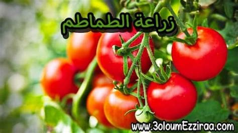 طريقة زراعة الطماطم البنذورة
