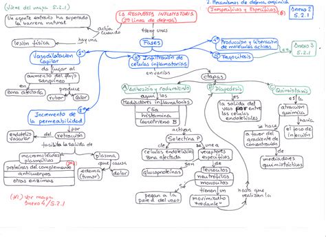 Mapa Mental Del Sistema Inmunologico Geno