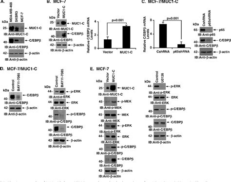 Muc1 C Oncoprotein Activates Erk→c Ebpβ Signaling And Induction Of